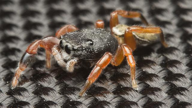 Jumping spider, last found in Myanmar 122 years ago, spotted in Mumbai ...