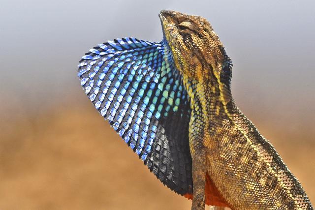 In pics: On World Environment Day, take a look at ‘Maharashtra’s dragon ...