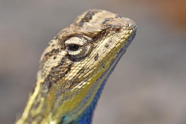 In pics: On World Environment Day, take a look at ‘Maharashtra’s dragon ...