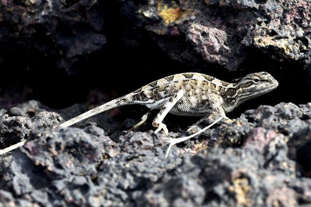 In pics: On World Environment Day, take a look at ‘Maharashtra’s dragon ...