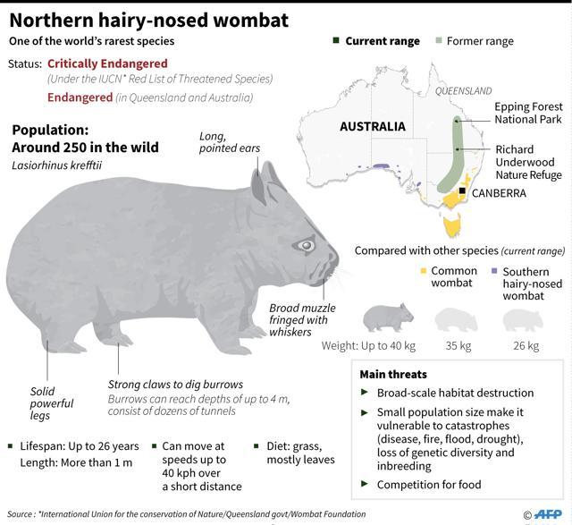 Rare, endangered hairy-nosed wombat born in Australia | World News