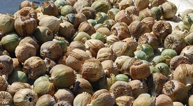 Rampant smuggling of poppy husk goes on in MP as Centre, state bicker ...