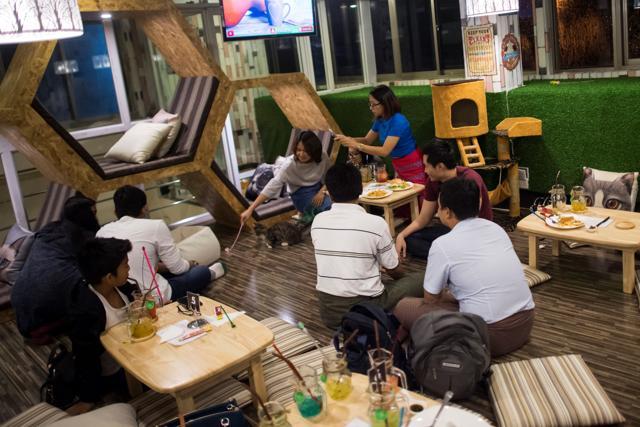 Pet cafe trend is cat-ching on in Yangon, Myanmar. See pics | Hindustan ...