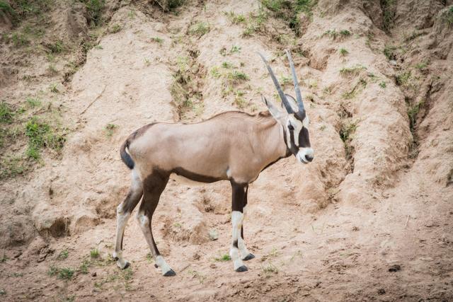 Into the wild: Here’s a checklist of unexplored wildlife destinations ...