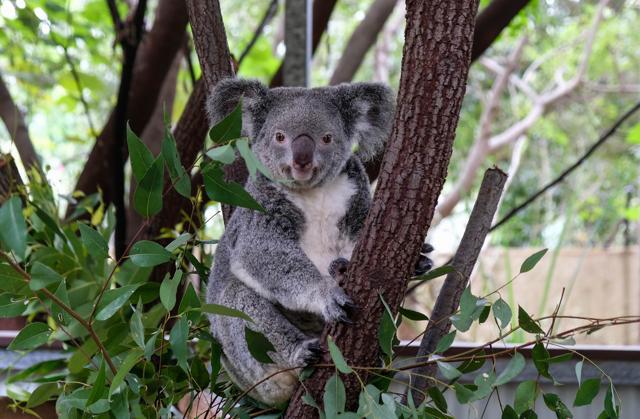 Travellers, take note: Here are the top five South Australian wildlife ...