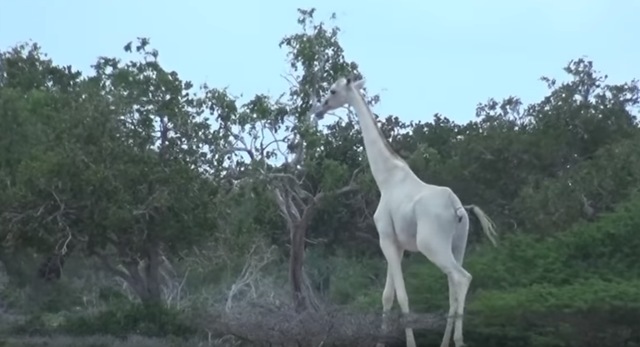 This is not a tall story: Rare white giraffes spotted in Kenya ...