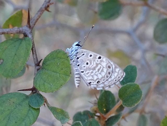 15 teams record 50 butterfly species across Delhi, Painted Lady spotted ...
