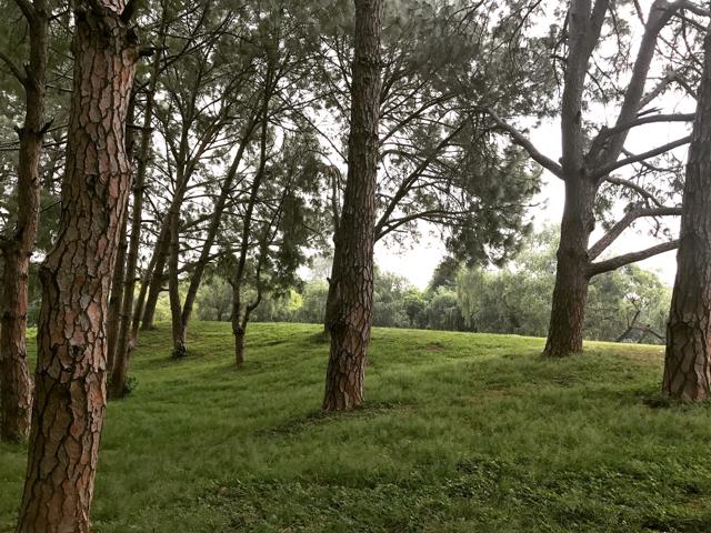 Delhiwale: Discovering a secret conclave of chir pines | Latest News Delhi