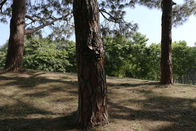 Delhiwale: Discovering a secret conclave of chir pines | Latest News Delhi