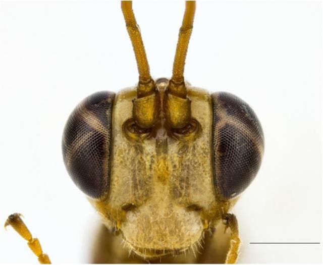 Lucius Malfoy gets sting: Wasp named after Harry Potter character ... Lucius Malfoy gets sting: Wasp named after Harry Potter character ...