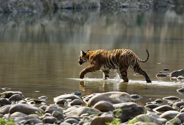 Picture gallery: A Decade with Tigers by Shivang Mehta | Hindustan Times