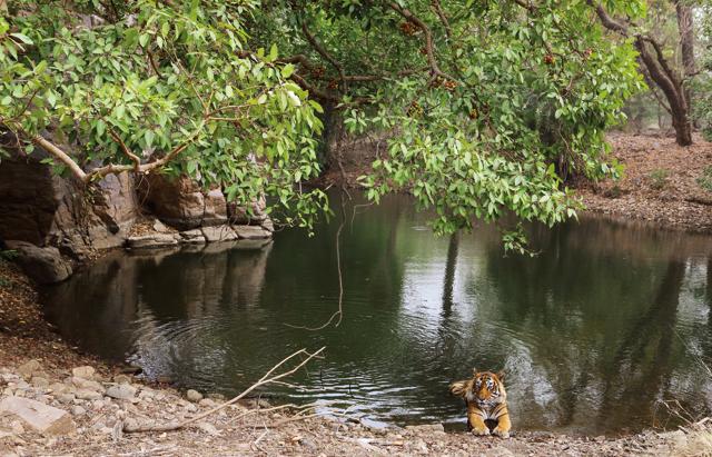 Picture gallery: A Decade with Tigers by Shivang Mehta | Hindustan Times