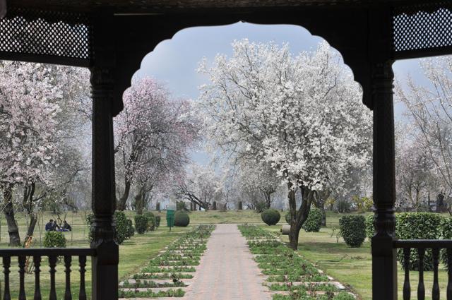 Spring glory: Revisiting the almond blossom parks of Kashmir ...