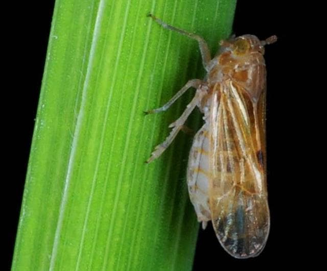 Odisha farmer suicides: ‘Pesticides failed to kill pests, they killed ...