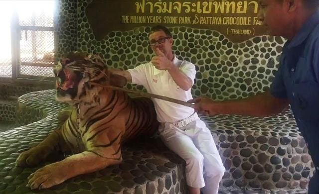 Animal cruelty at Pattaya zoo: Tiger poked all day for roars as ...