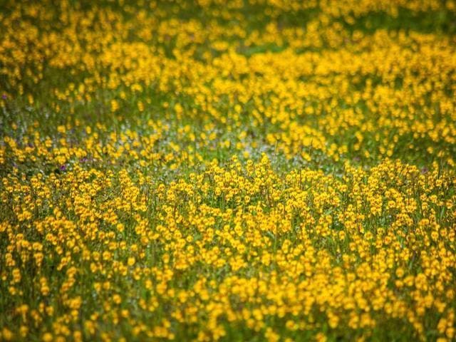 Planning a trip to the Kaas plateau? Here’s why there may be less ...