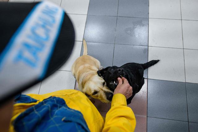 Labrador rescues survivor in Taiwan quake wreckage, hailed as hero on ...