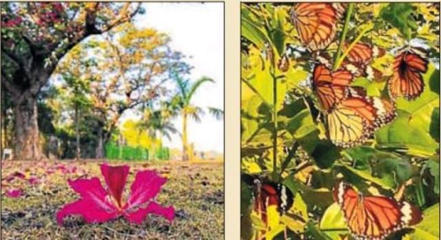 Wildbuzz: Love for leopards | Hindustan Times