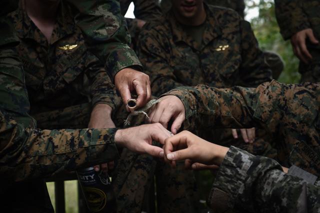 Surviving in jungle: Marines drink cobra blood, eat scorpions in US ...