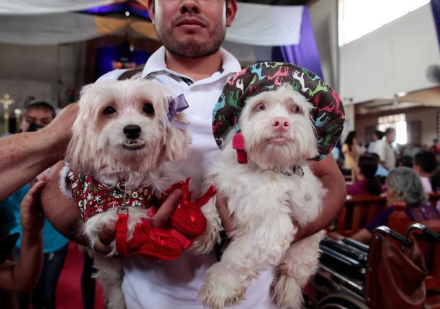 Dog owners bring their pets to be healed by St Lazarus at this festival ...