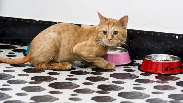 First look: Cat hotel now open for guests in Iraq’s Basra | Lifestyle News