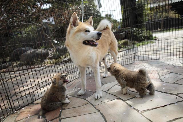 Cuteness overload: Japan’s famous Akita dogs will melt your heart. See ...