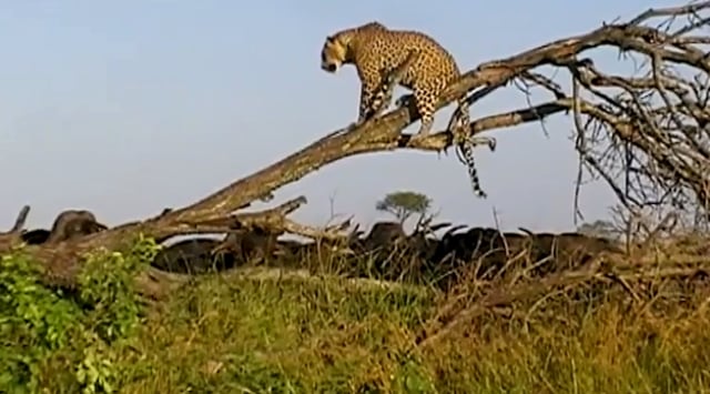 Kiss of love? Leopard and buffalo’s lip-to-lip moment is going viral in ...
