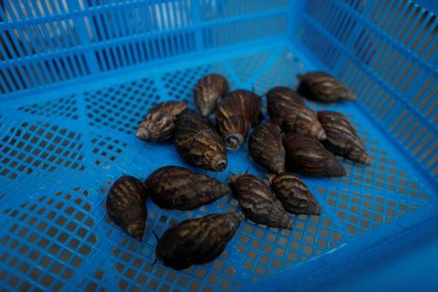 To make slime-infused cosmetics Thai snails kept ‘happy’ and healthy ...