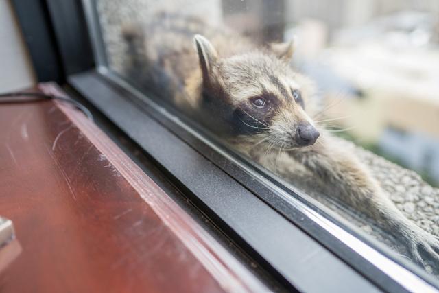 Daredevil raccoon scales Minnesota skyscraper, is a viral hit | World News