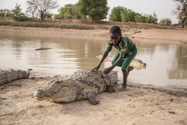 In an African village, people sit atop ‘sacred’ crocodiles, swim ...