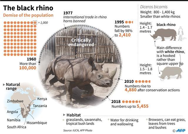 How a plan to save endangered black rhinos left 11 dead in Kenya ...