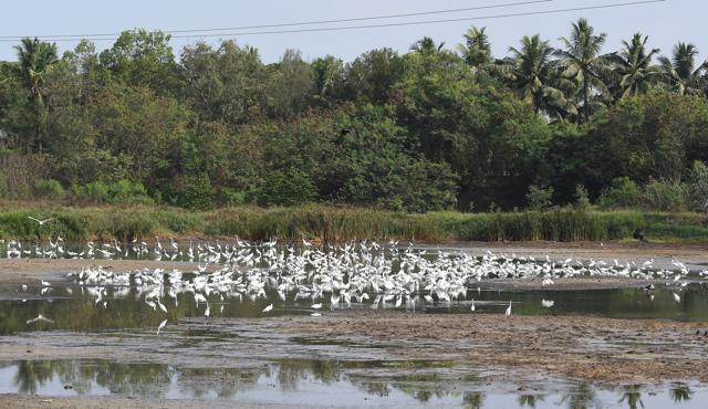 Unsold idols, faith in nature sink in this Mumbai lake | Mumbai news