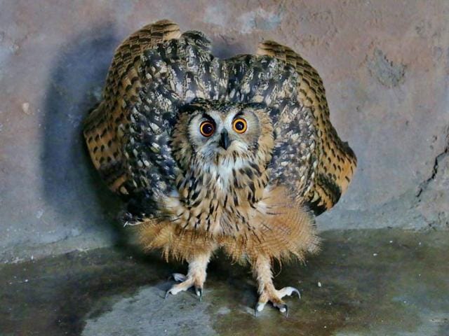 Wildbuzz: Eating their first born | Hindustan Times