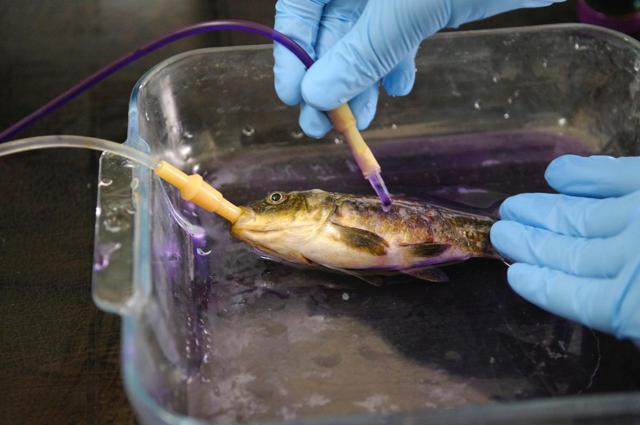 Kashmir’s first fish hospital aims to reduce farm losses | Latest News ...