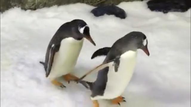 Male penguin couple build nest, foster an egg at Sydney aquarium ...