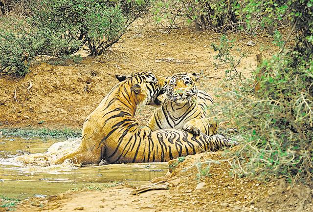 The intimate, secret world of wild tigers | India News