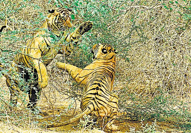 The intimate, secret world of wild tigers | Latest News India