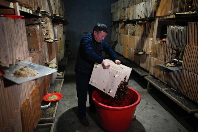 Digest this: Meet the Chinese farmer who breeds bugs for the table ...