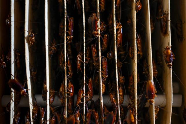 Digest this: Meet the Chinese farmer who breeds bugs for the table ...