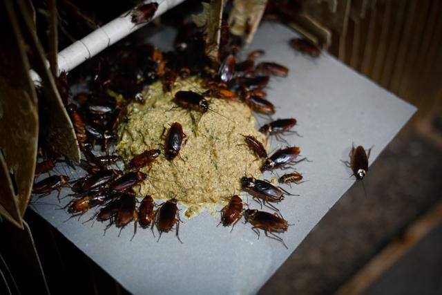 Digest this: Meet the Chinese farmer who breeds bugs for the table ...