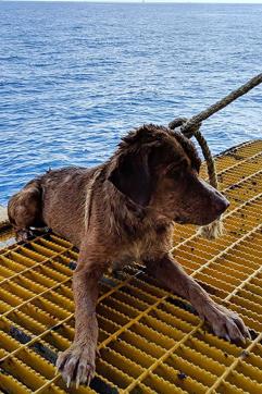 Stranded dog rescued from ruff seas 220 kms off Thai coast to be ...
