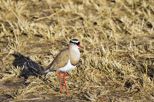 The royalty of wild Rajasthan | Hindustan Times