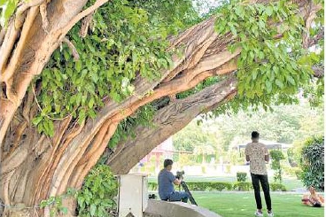 Delhiwale: Constitution Club’s Paakar tree | Latest News Delhi