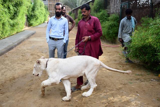 Big cats of Instagram: A glimpse into Pakistani elite’s love of exotic ...