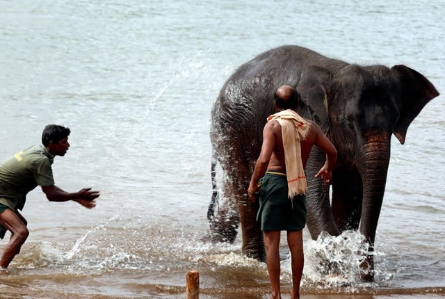 India’s first elephant rehabilitation centre in the works at Kerala’s ...