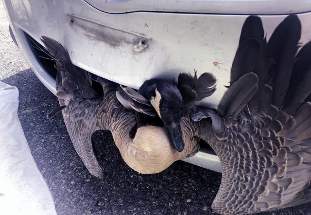 Goose stuck in pizza driver’s car grille freed | Trending