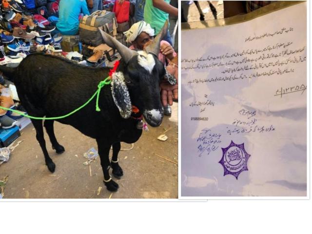 These Old Delhi goats are the G.O.A.T. | Latest News Delhi