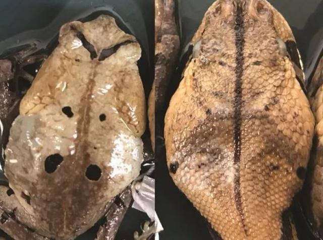 Clever toad mimics venomous snake for this reason. Scientists say it’s ...