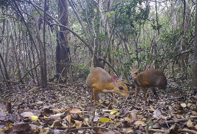 Rare tiny mouse deer clicked for first time in 30 years. See pics ...