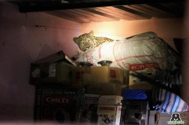Leopard enters Maharashtra home while chasing pet dog, gets stuck inside. Watch | Trending